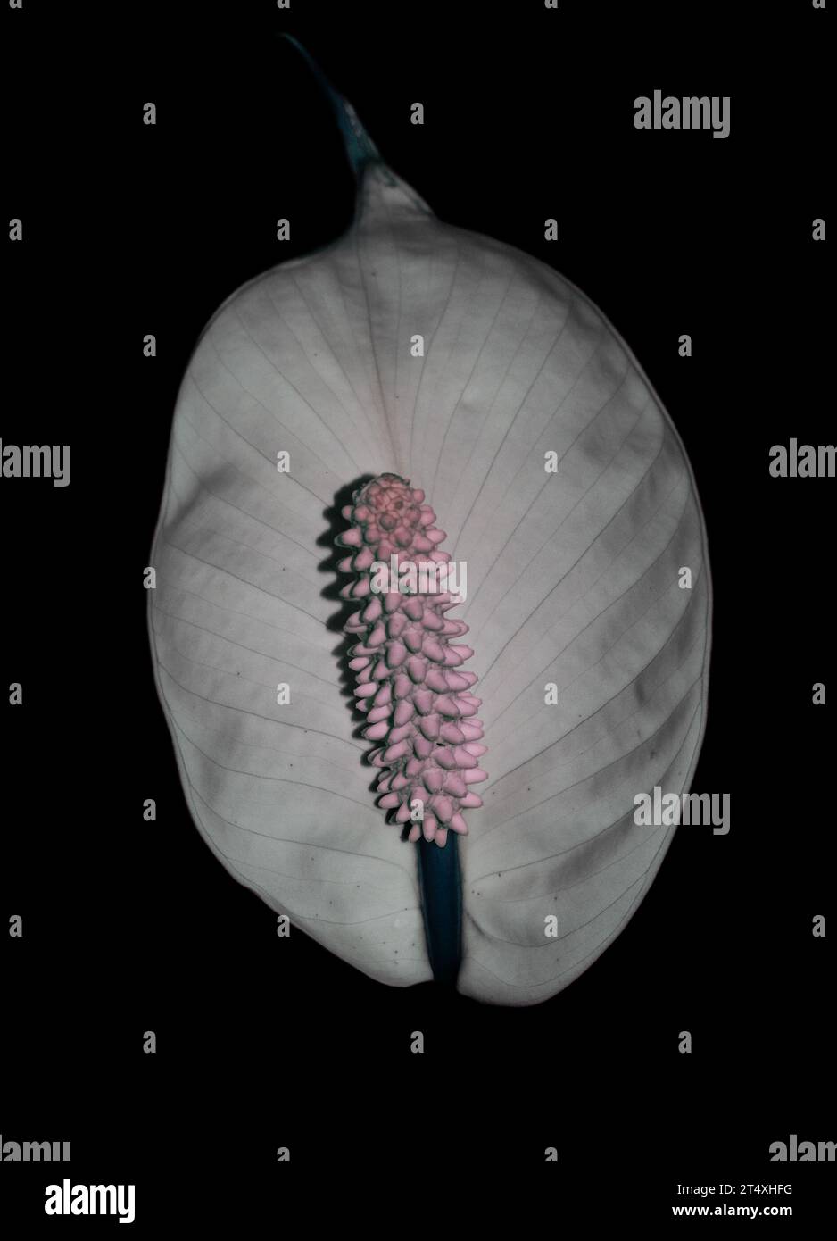 Flower close-up (Digital processing Stock Photo - Alamy