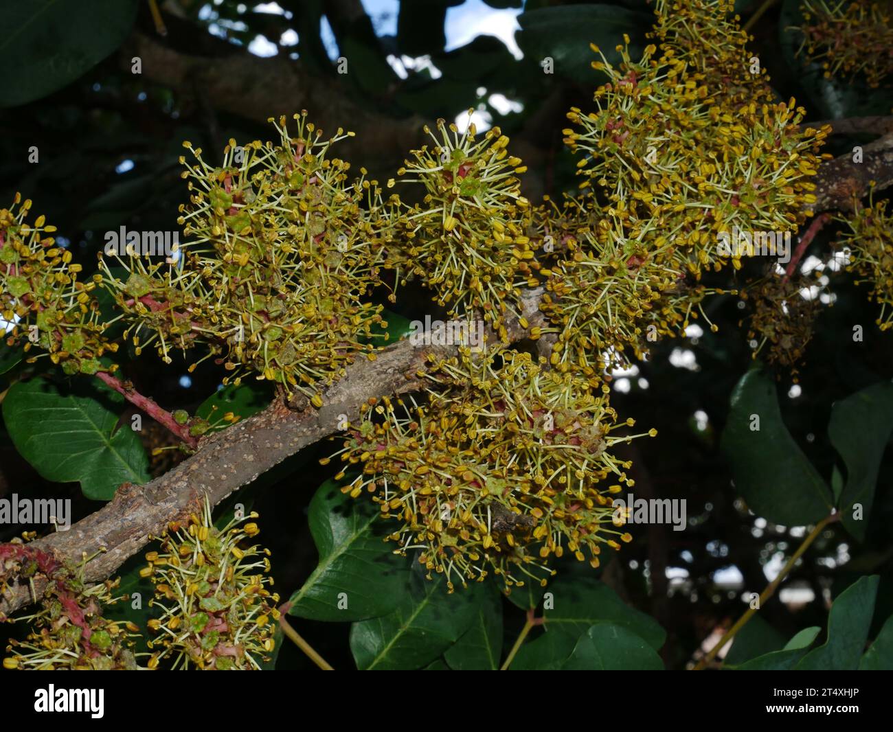 Carob tree ceratonia siliqua hi-res stock photography and images - Alamy