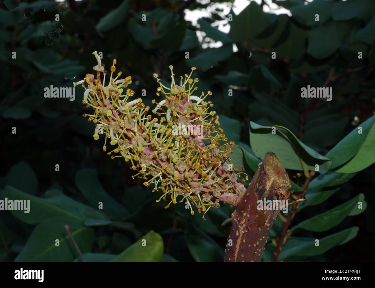 Carob tree ceratonia siliqua hi-res stock photography and images - Alamy