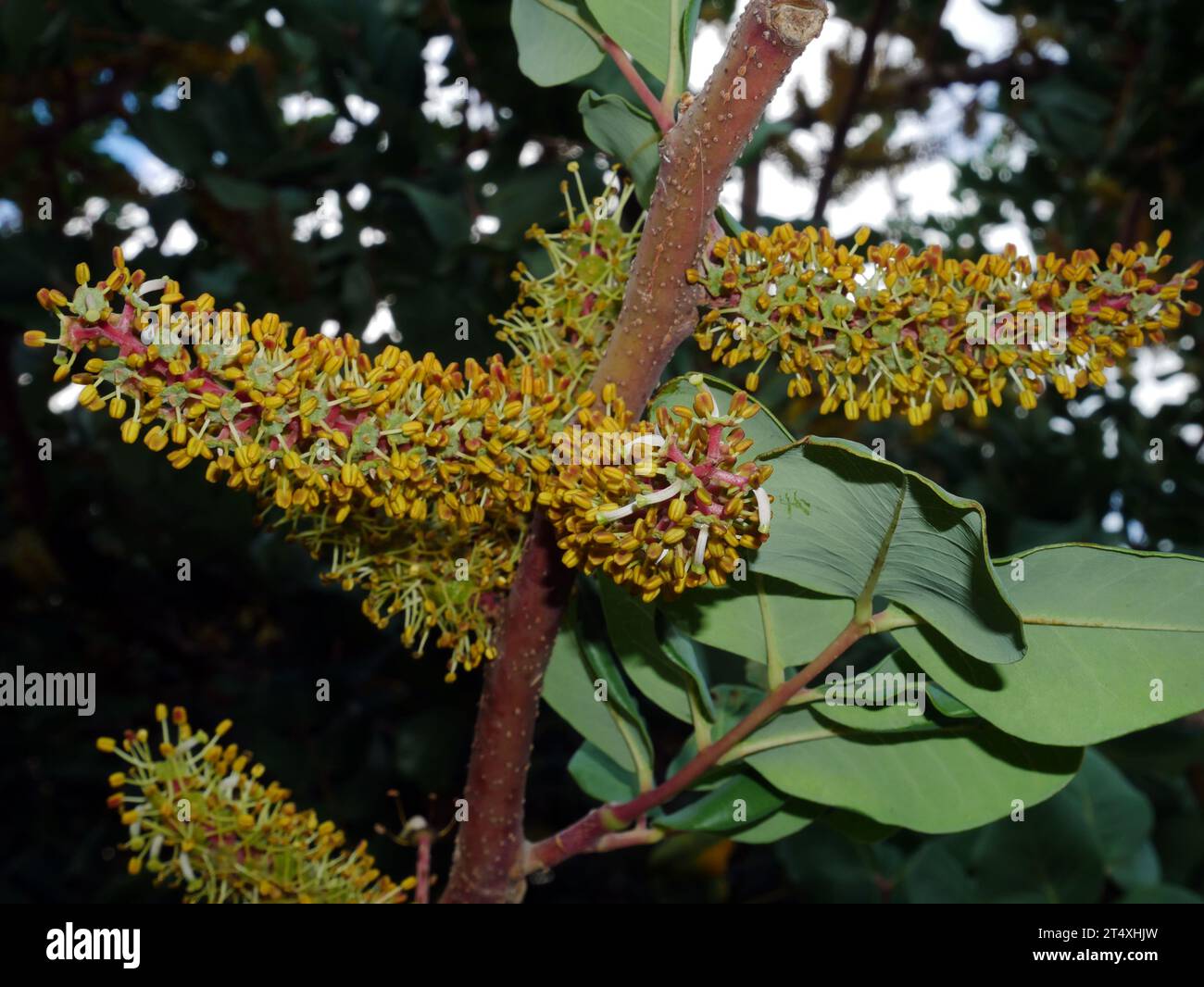 Carob tree ceratonia siliqua hi-res stock photography and images - Alamy