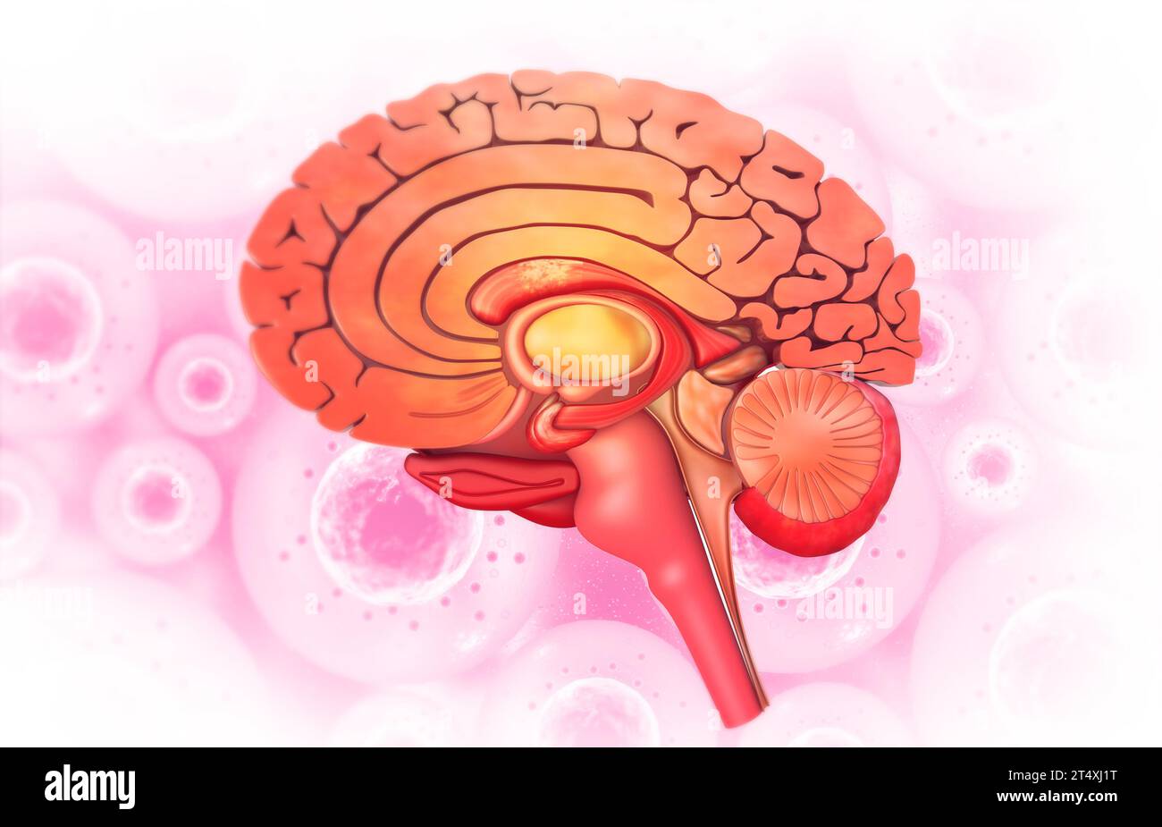 Human brain anatomy cross section. 3d illustration Stock Photo - Alamy
