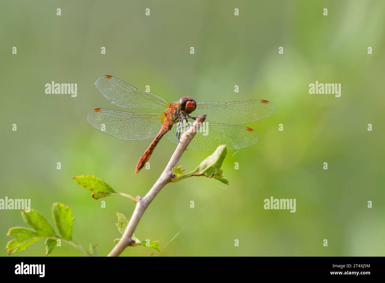 A colorful red ruddy darter dragonfly resting on a plant, sunny day in ...