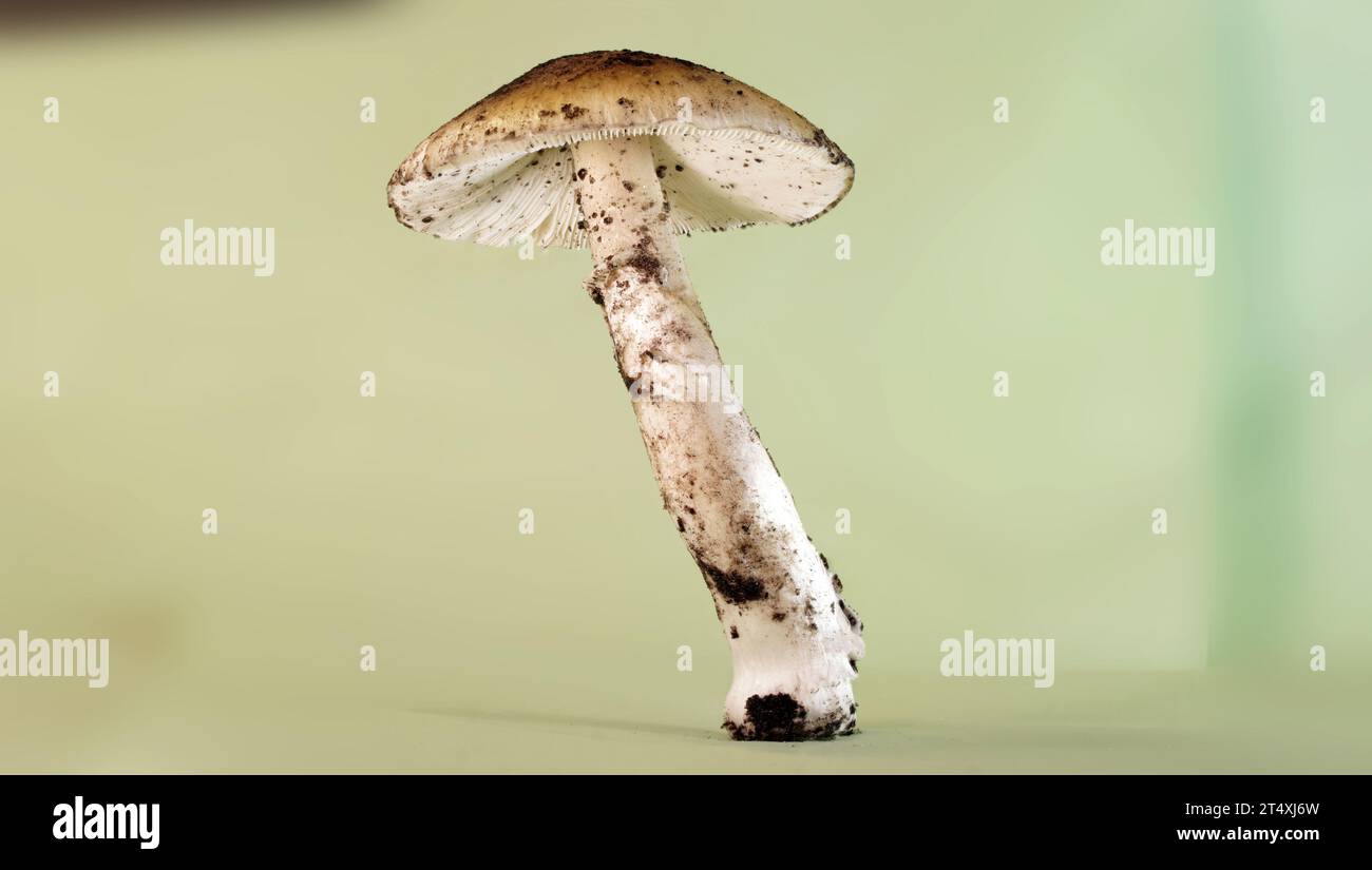 Sumbiose hi-res stock photography and images - Alamy