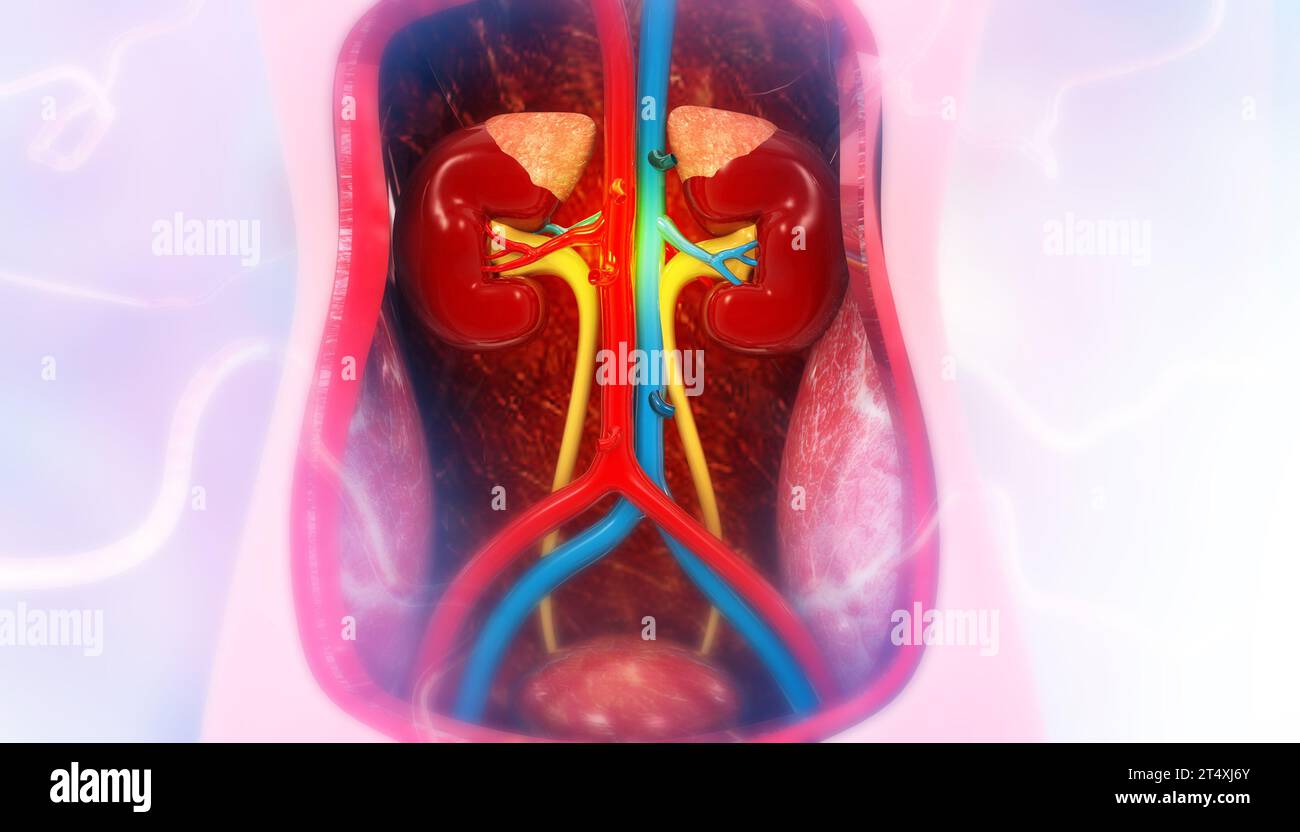 Human kidney anatomy on medical background. 3d illustration Stock Photo ...