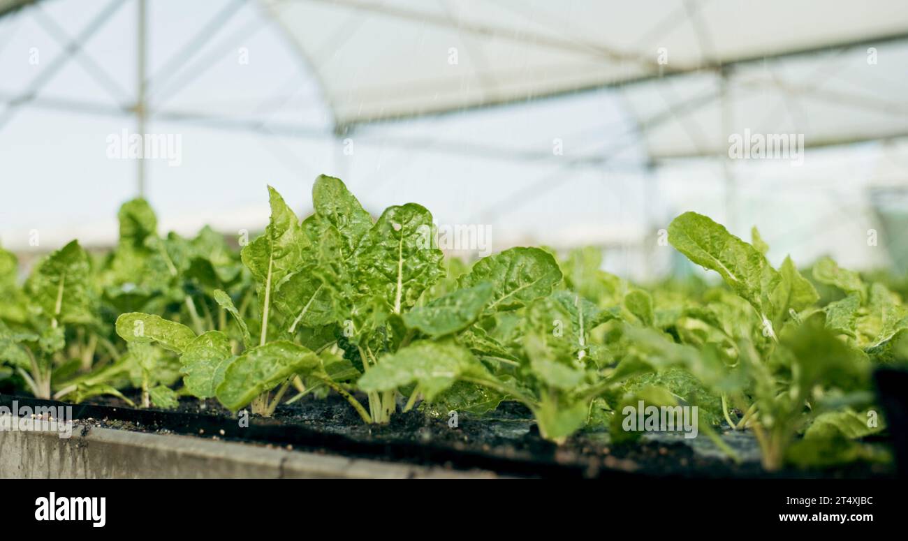 Greenhouse, agro farming and plants with growth, quality in nature and ...