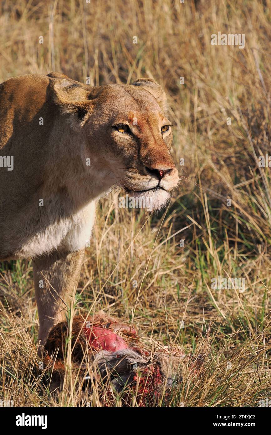 Well developed canines hi-res stock photography and images - Alamy
