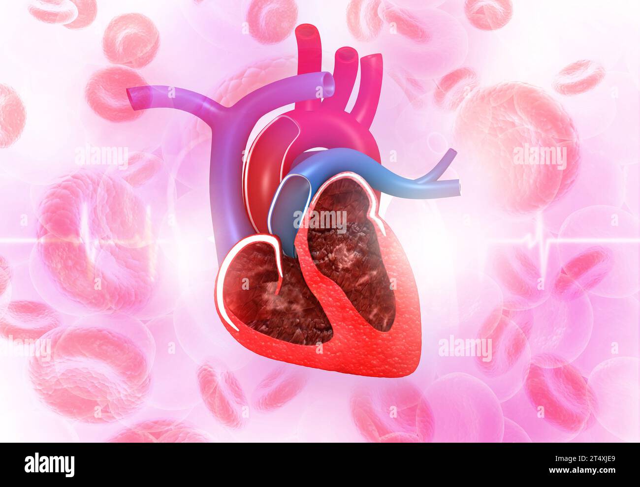 Human heart with cardiogram on medical background Stock Photo - Alamy