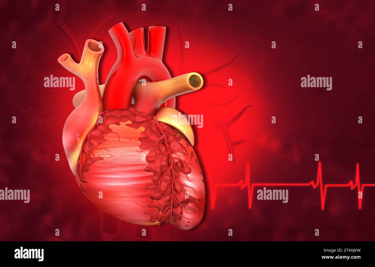Human heart with cardiogram on medical background Stock Photo - Alamy