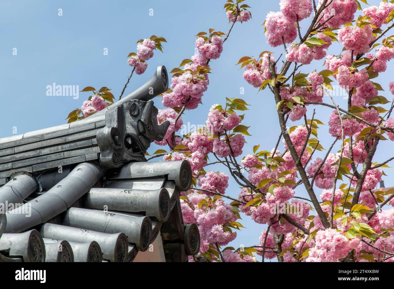 Close up of Japanese roof with ornamental tiles with pink and white ...