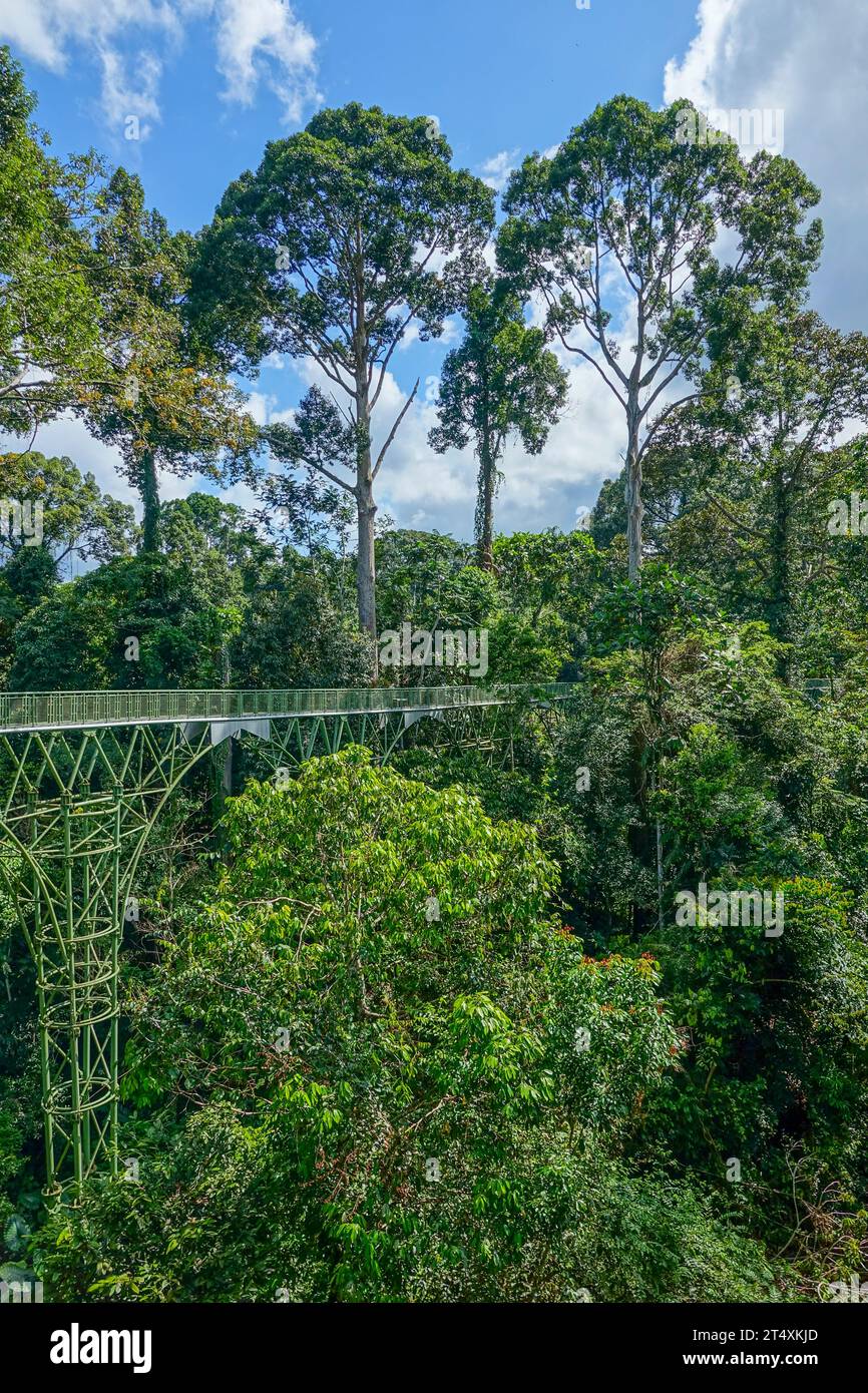 Tree top walkways in Borneo Stock Photo - Alamy