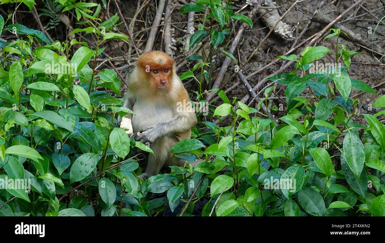 Monkeys of Borneo Stock Photo - Alamy