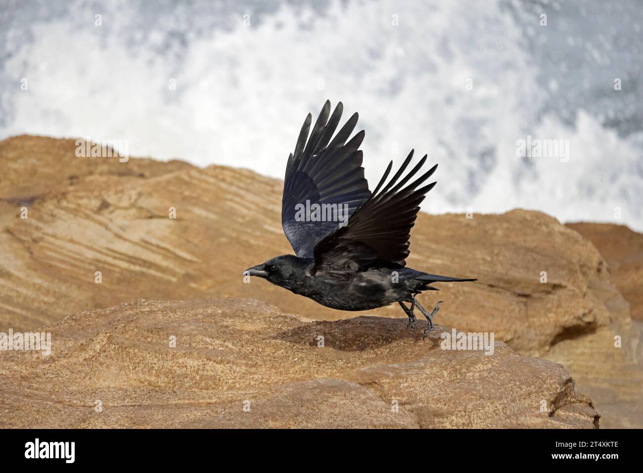 Crow in flight hi-res stock photography and images - Alamy