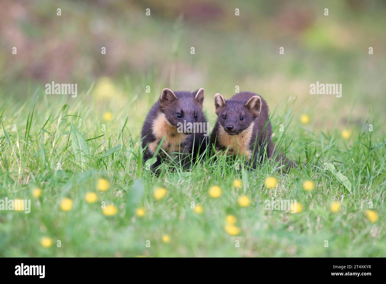 Pine marten couple SCOTLAND TOUCHING images of two adorable British ...