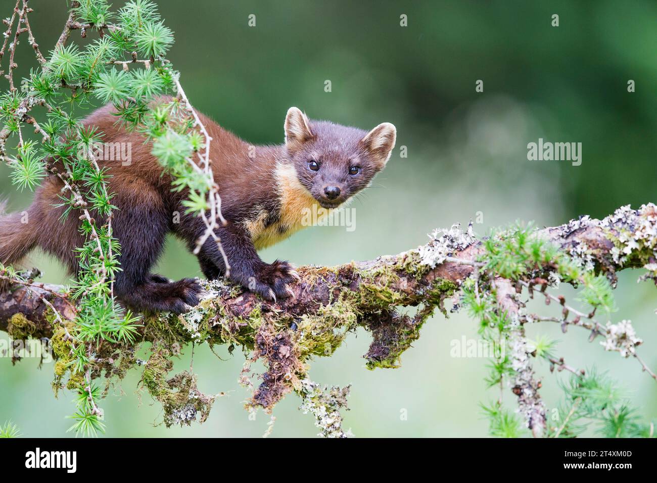 Adorable pine marten SCOTLAND TOUCHING images of two adorable British pine martens show one of ...