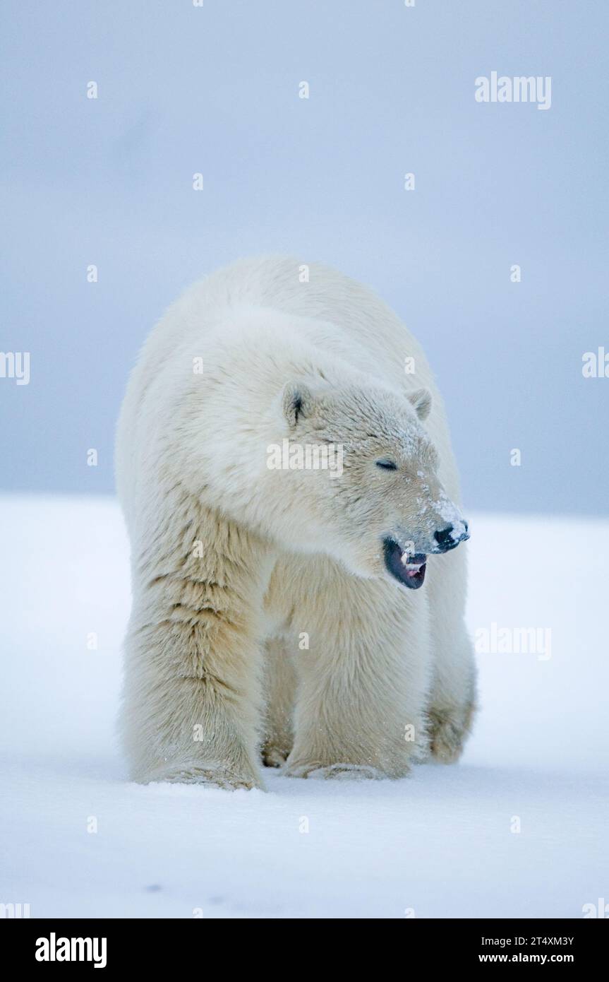 polar bear Ursus maritimus young bear travels across newly formed pack ...