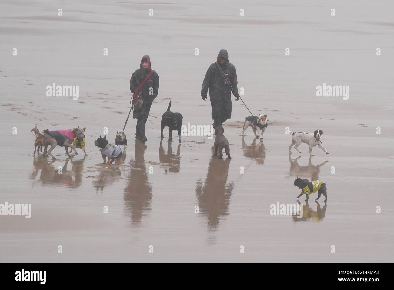 Dog walkers brave the rain and wind on the beach in Tynemouth, north ...