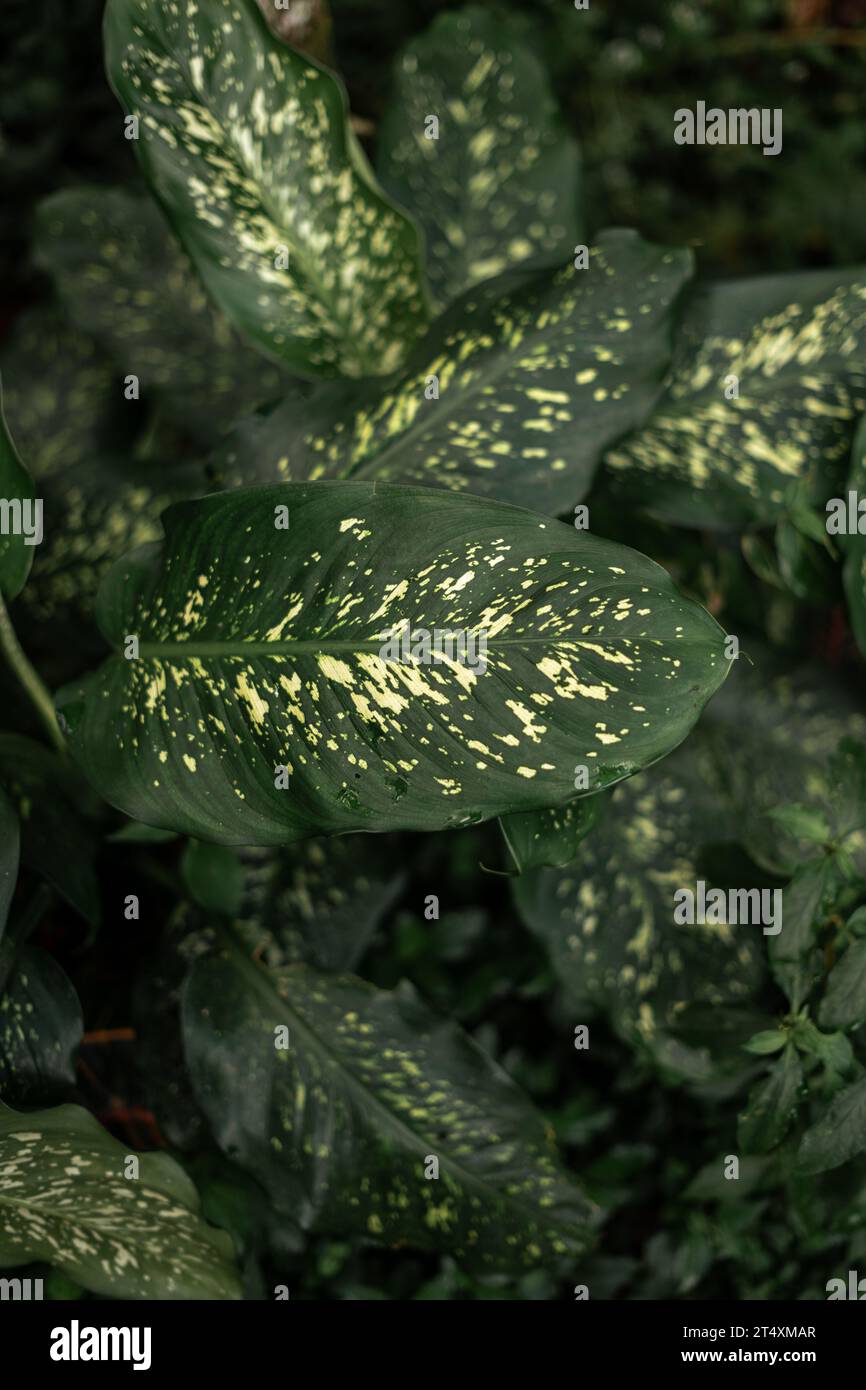 A vibrant green leaf displays a subtle yellow dot against its rich ...