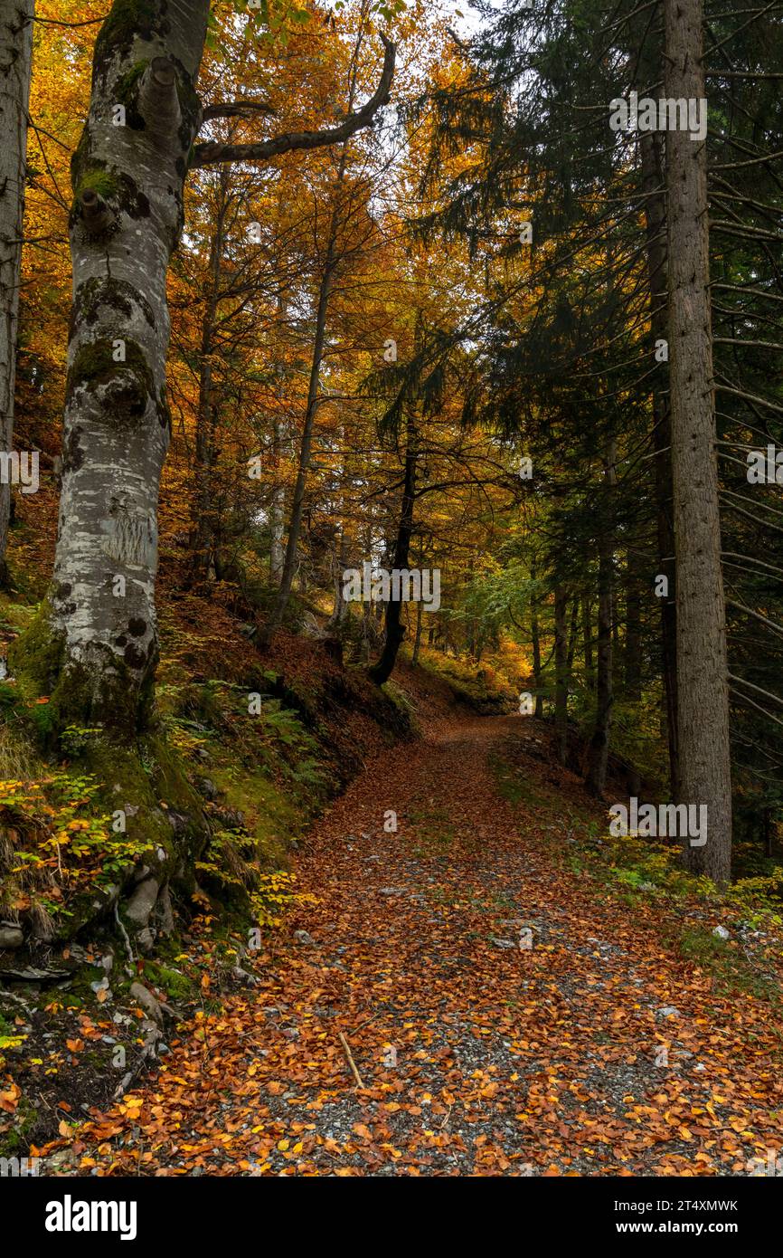vertical view of gravel road leading uphill through mountainside forest ...