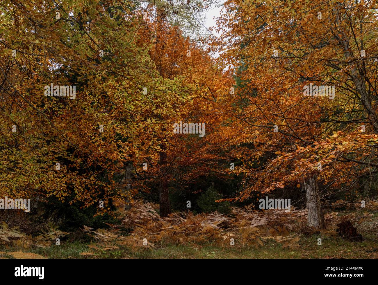 landscape view of colourful fall foliage forest and ferns in late ...