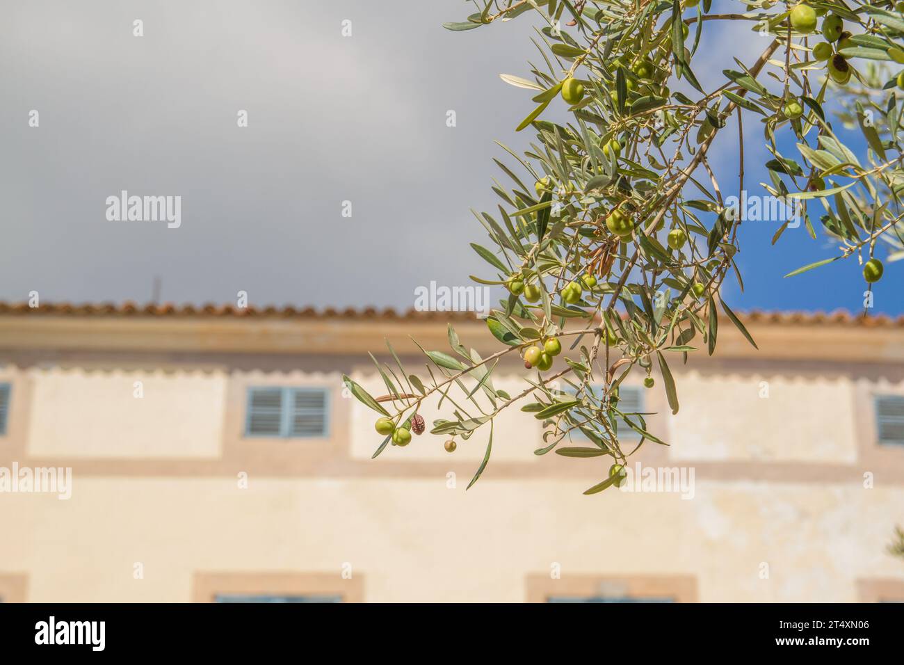 Branches of an olive tree with olives at Artá, Mallorca island, Spain ...