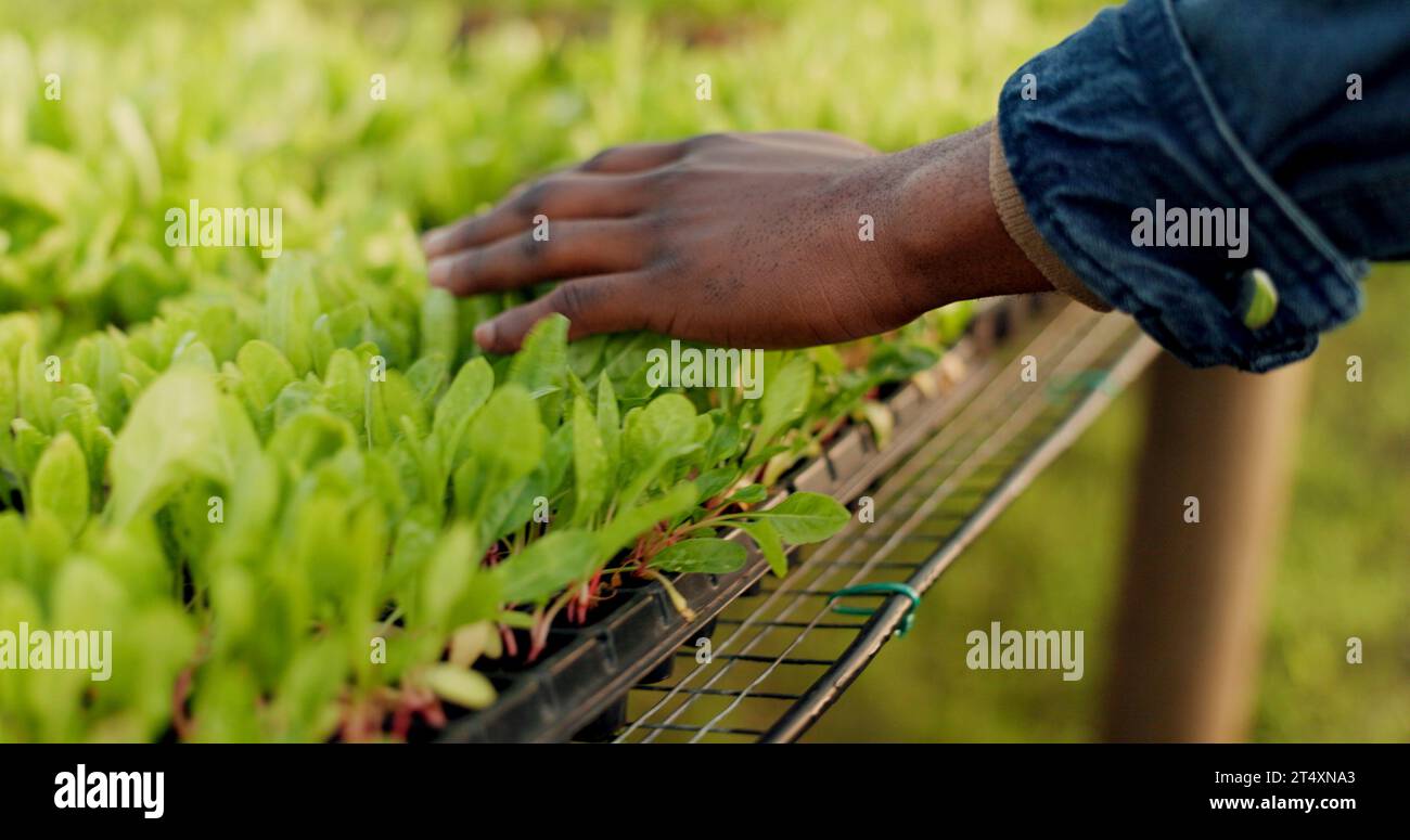Greenhouse, agriculture and hand of farmer on plants to check growth ...