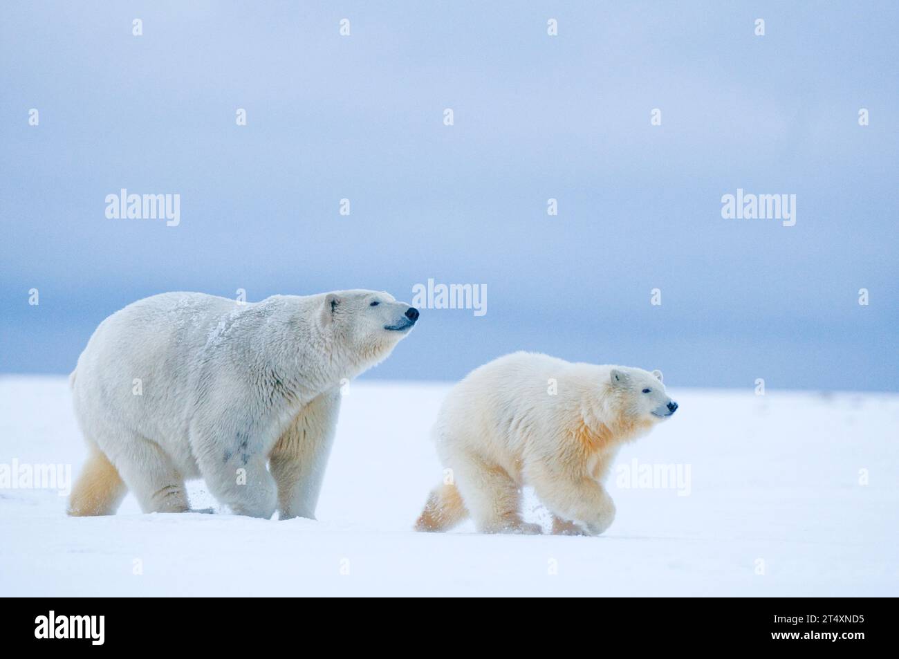 polar bear Ursus maritimus sow with spring cub travel over newly formed ...