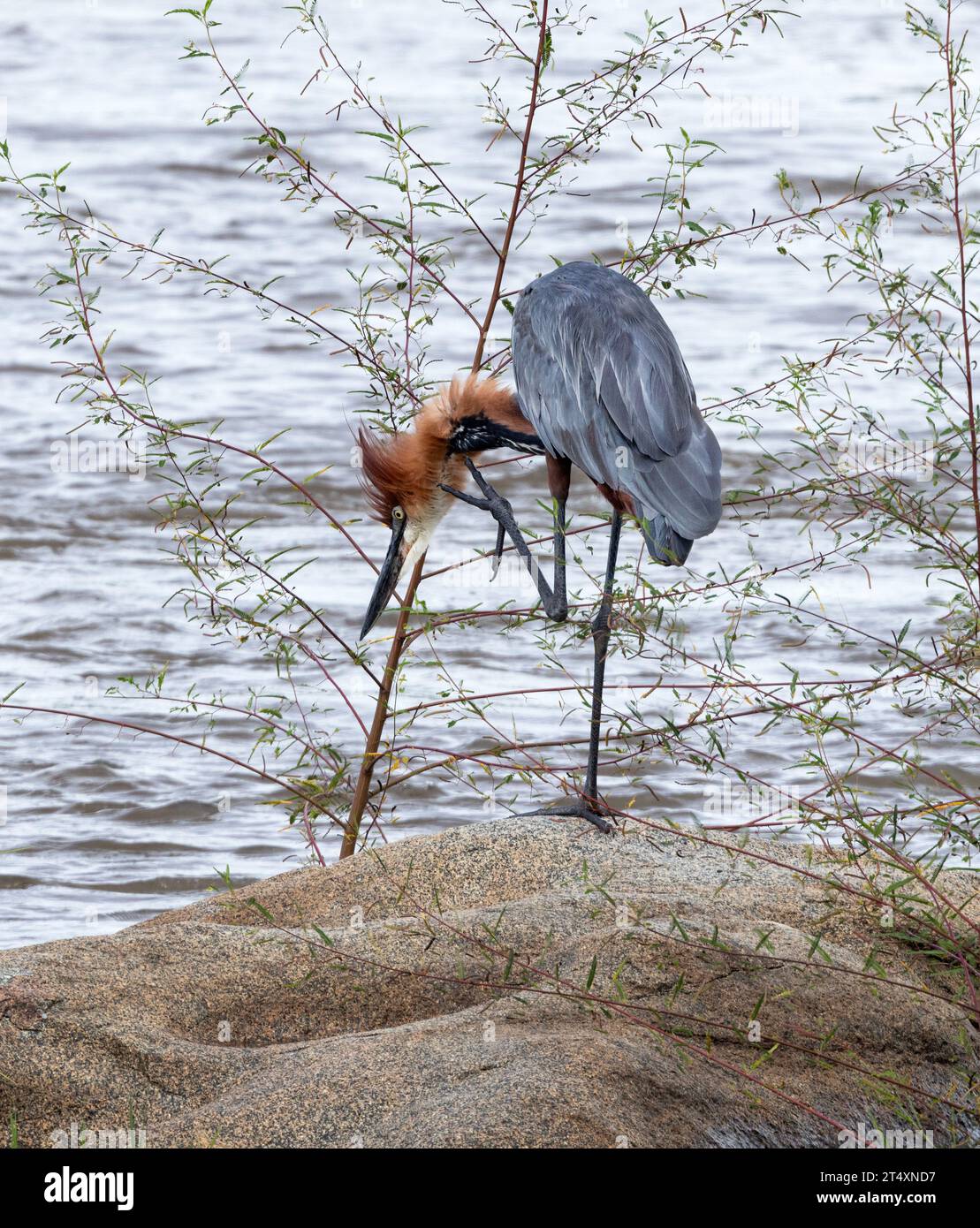 A Goliath Heron, largest of the family, takes a break from fishing from ...