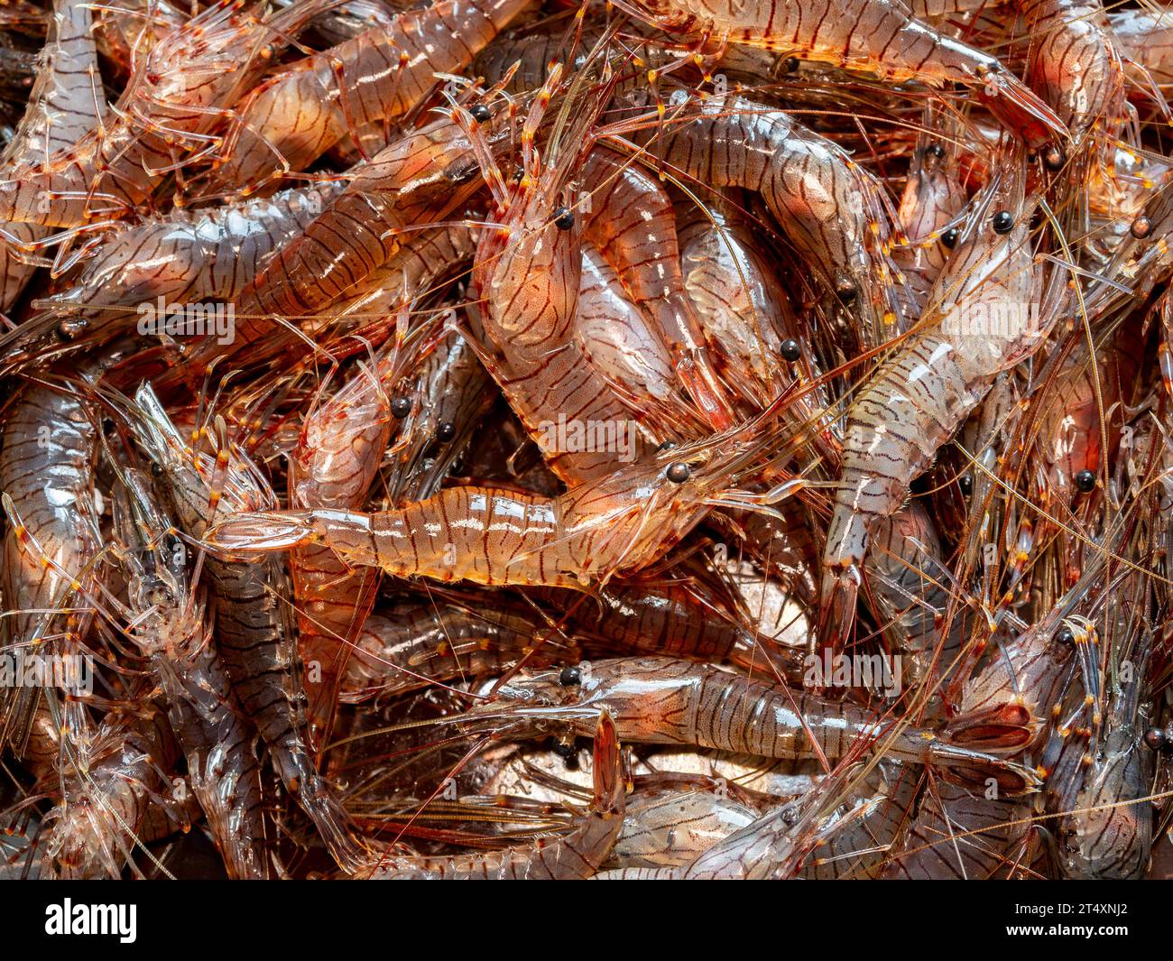 Common prawn palaemon serratus galicia hi-res stock photography and ...