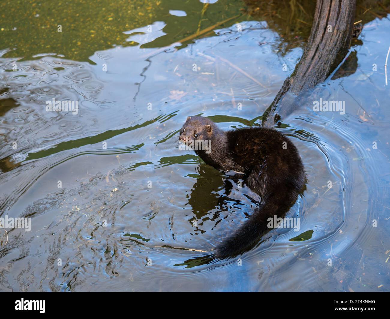 American mink in uk hi-res stock photography and images - Alamy