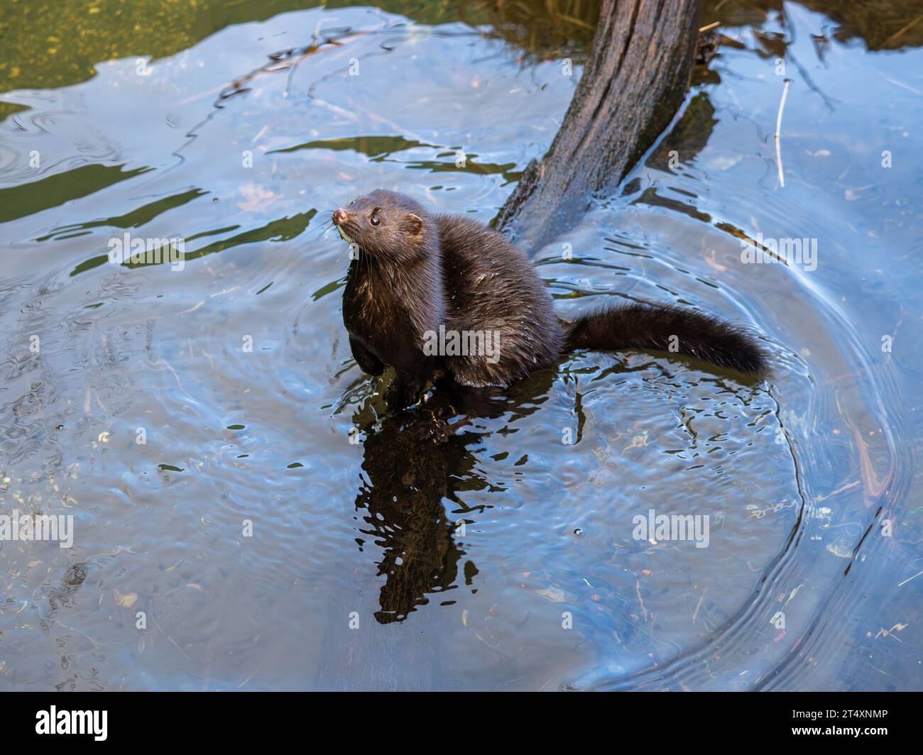 American mink in uk hi-res stock photography and images - Alamy