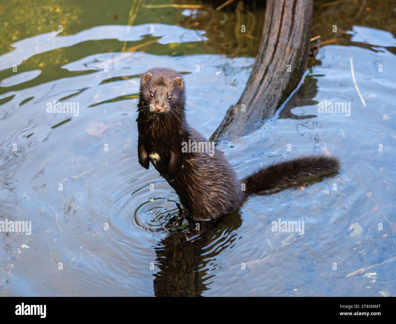 Eurasian mink hi-res stock photography and images - Alamy