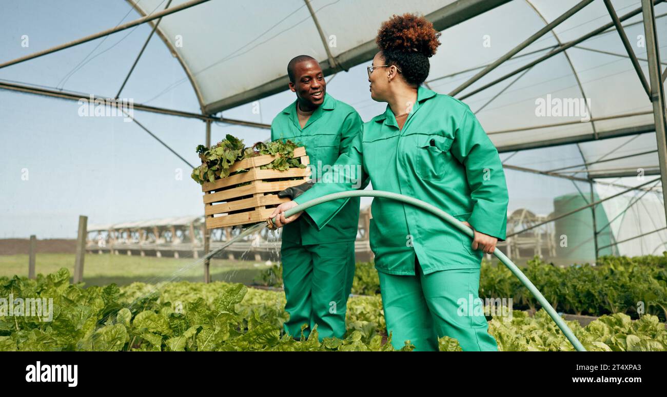 Greenhouse, agriculture and employees watering plants for growth ...