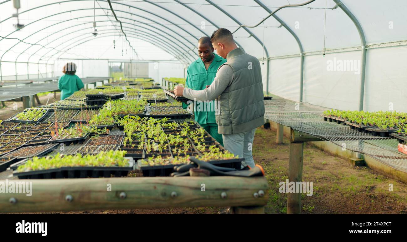 Greenhouse, agriculture and farm employees with plants to check growth ...