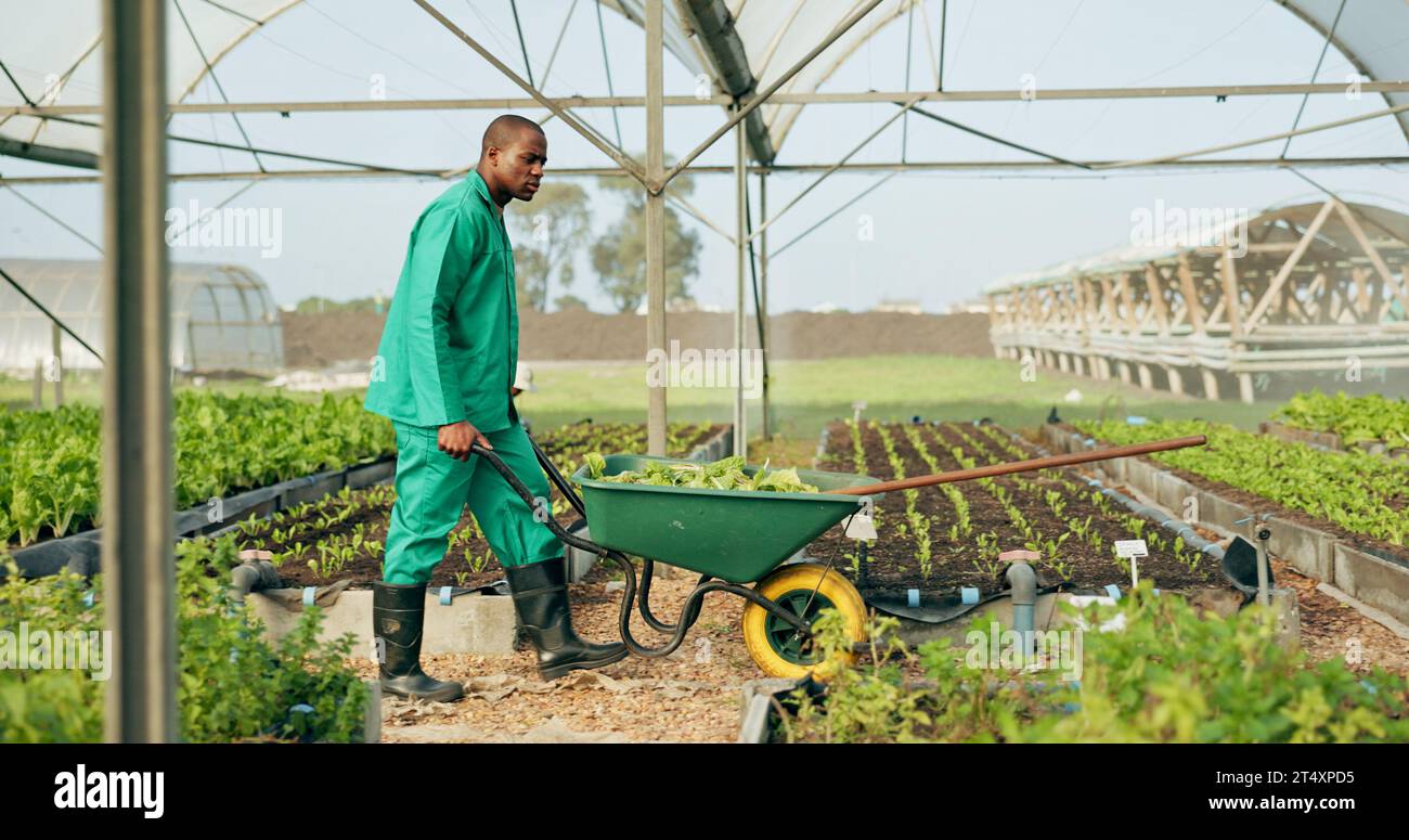 Greenhouse, agriculture and farmer with wheelbarrow, plants and growth ...