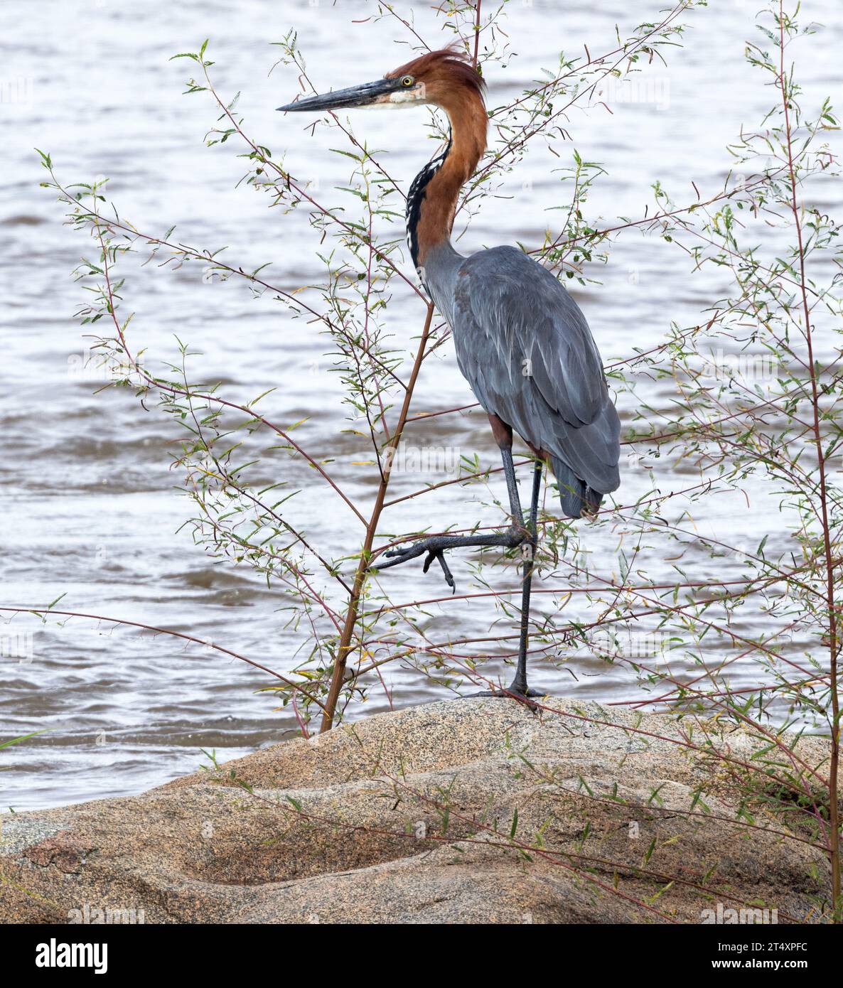 A Goliath Heron, largest of the family, takes a break from fishing from ...