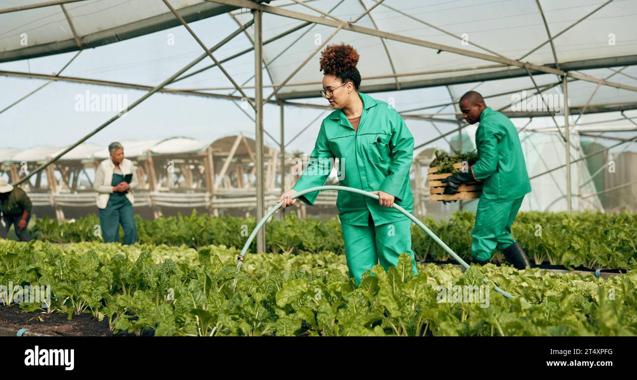 Greenhouse, agro farming and employees watering plants for growth ...