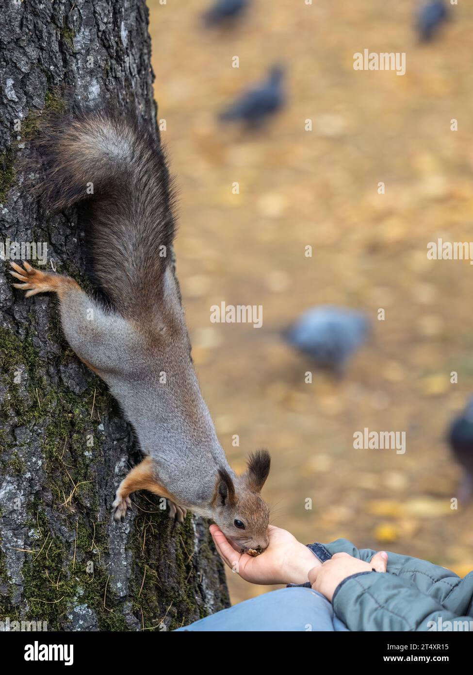 The boy feeds a squirrel with nuts from a hand in the wood. Wild animal ...
