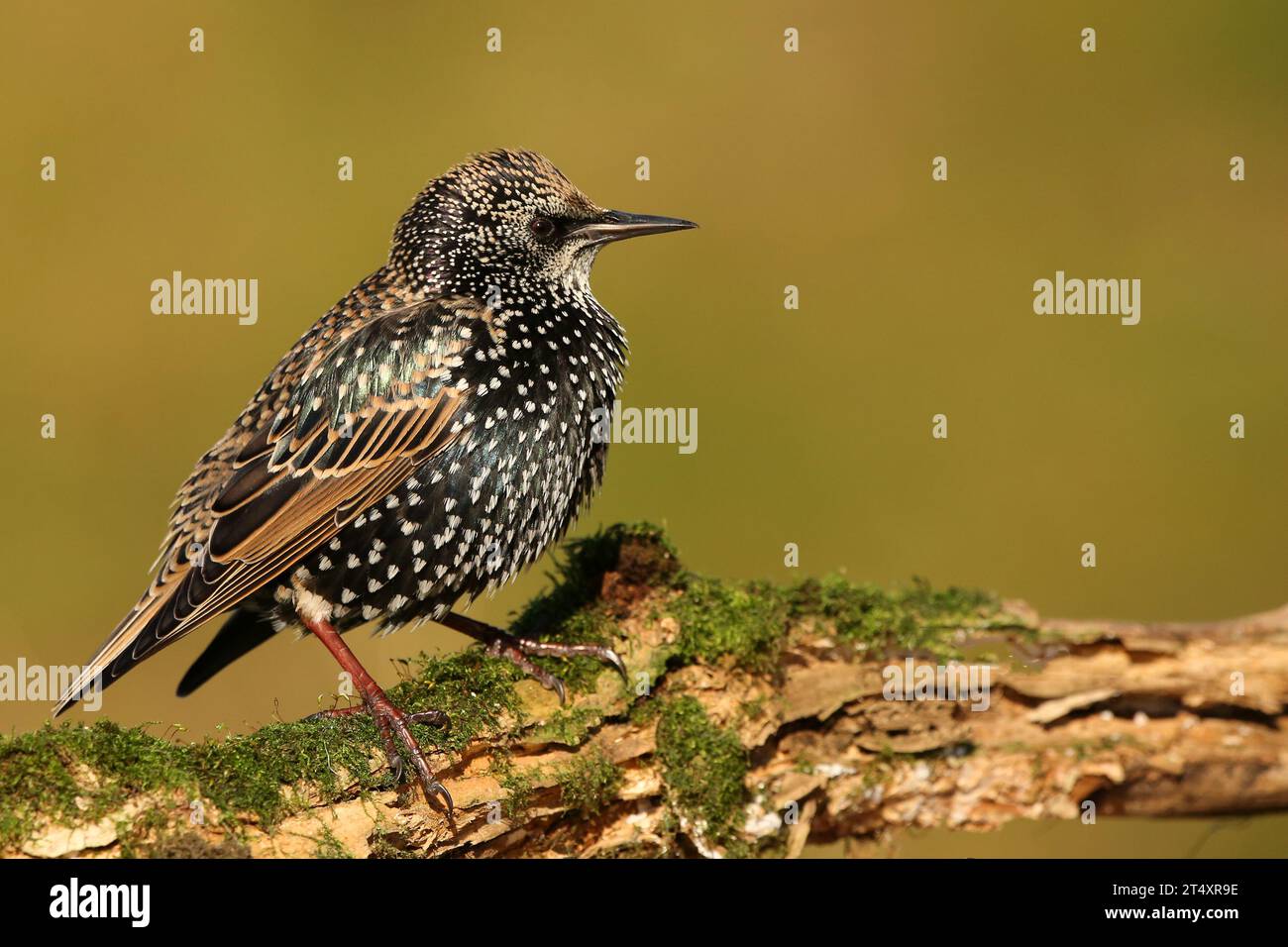 Hollow piping hi-res stock photography and images - Alamy