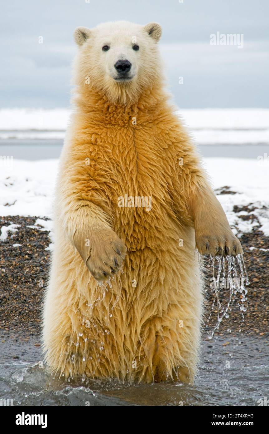 polar bear Ursus maritimus spring cub sits up on its hind legs and ...