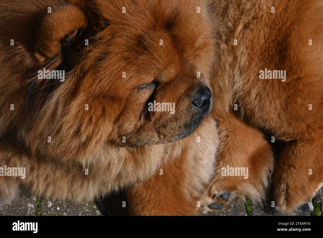 Chow down hi-res stock photography and images - Alamy