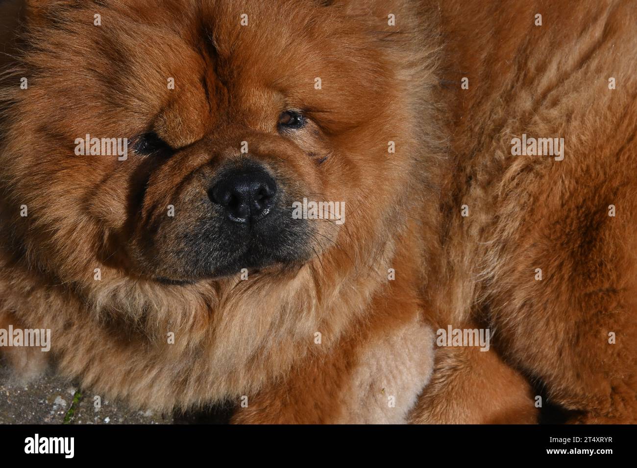 Chow down hi-res stock photography and images - Alamy