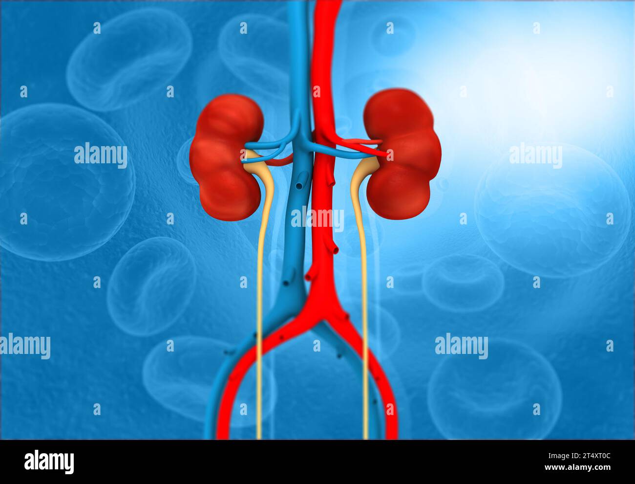 Human kidney anatomy. 3d render Stock Photo - Alamy