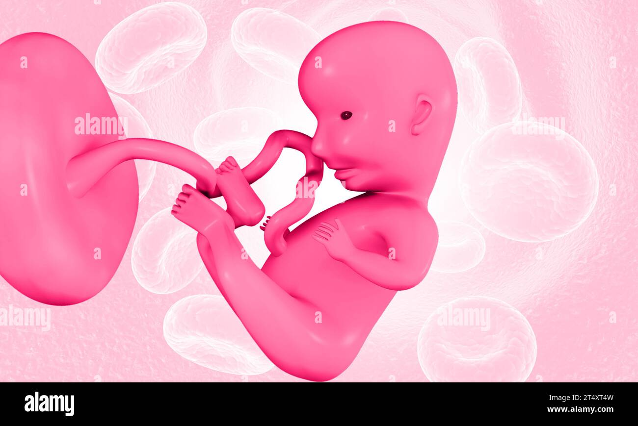 Embryonic development. Fetus. 3d illustration Stock Photo - Alamy