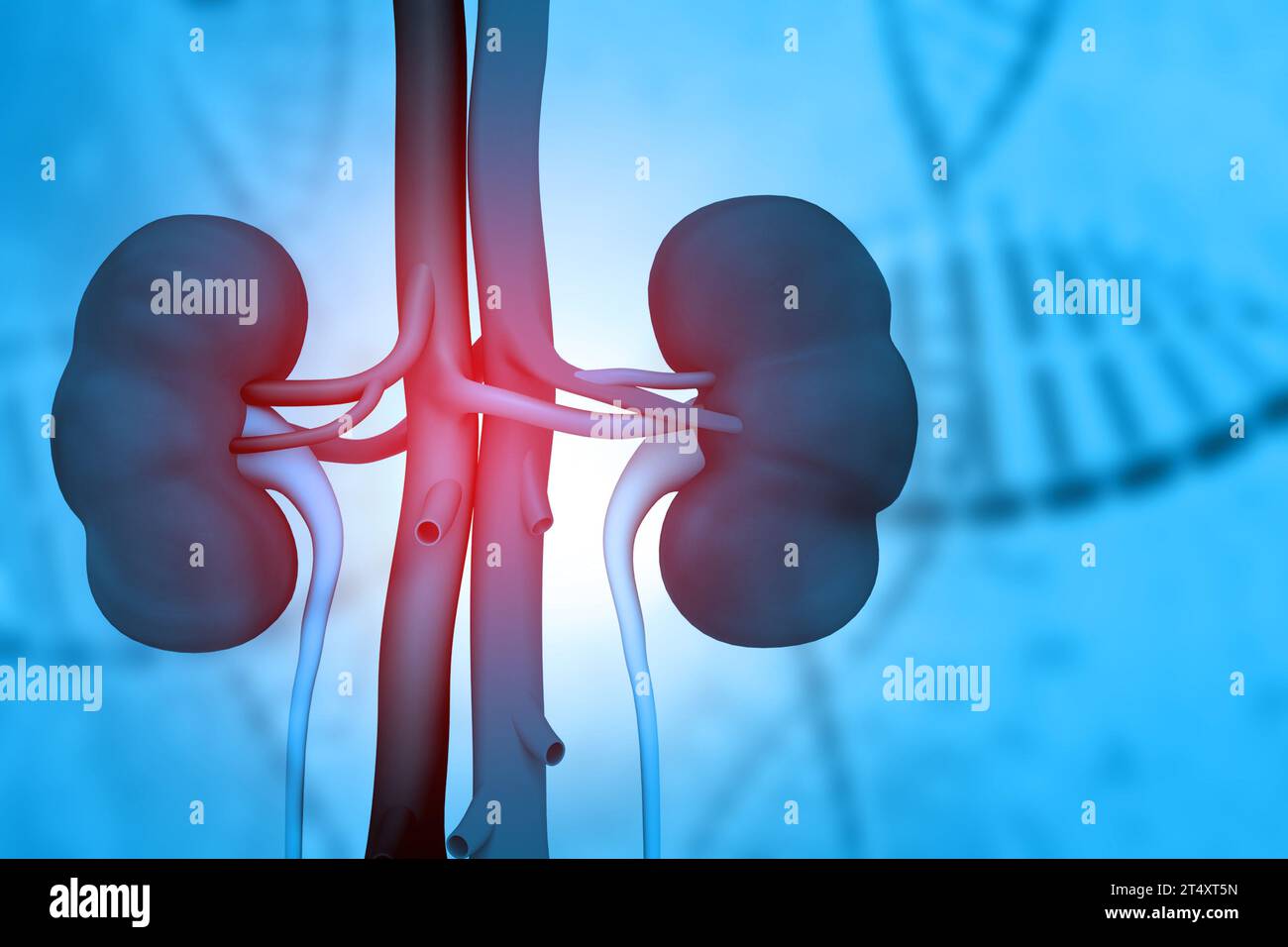 Human kidney anatomy. 3d render Stock Photo - Alamy