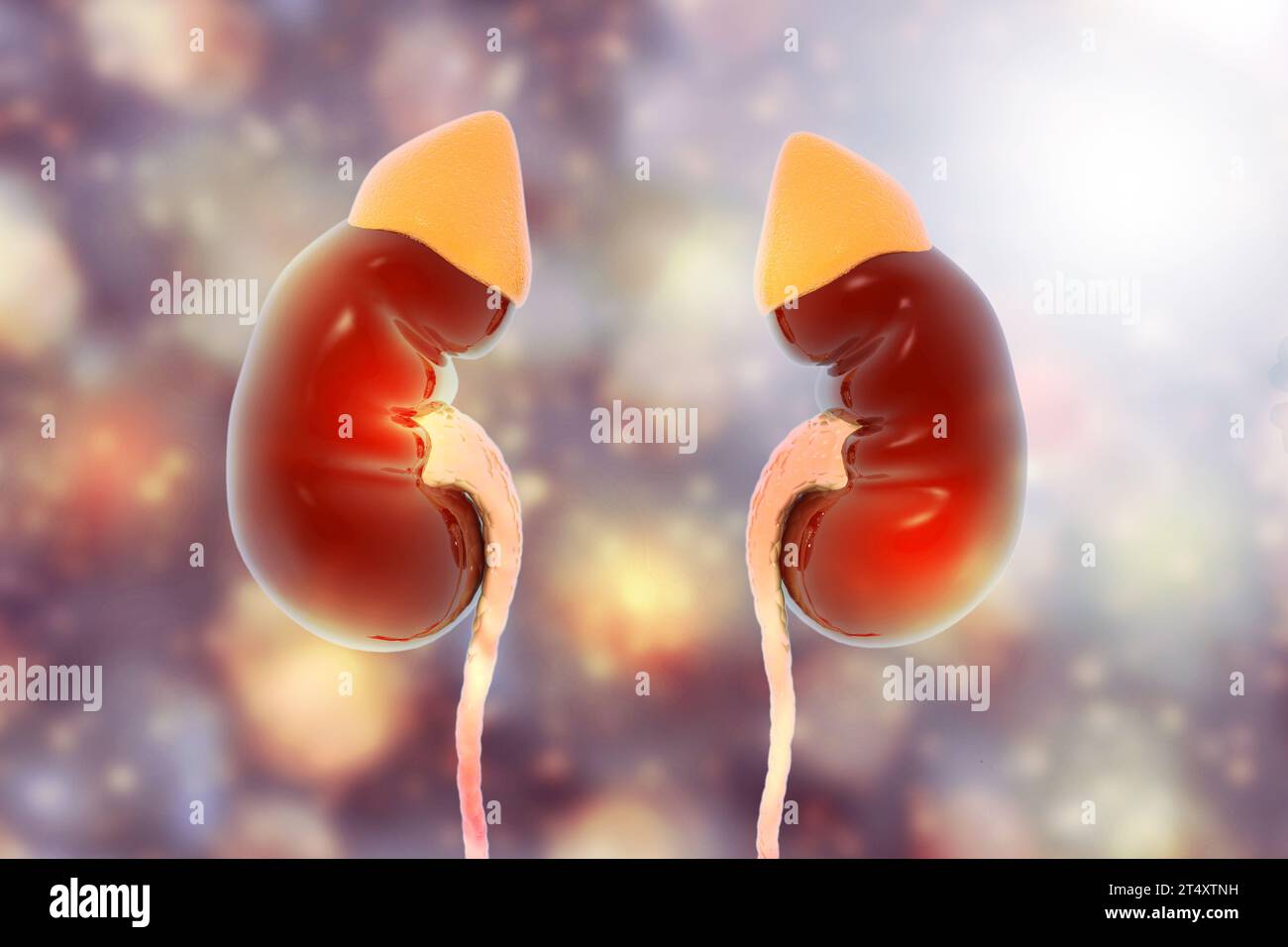 Human kidney anatomy. 3d render Stock Photo - Alamy