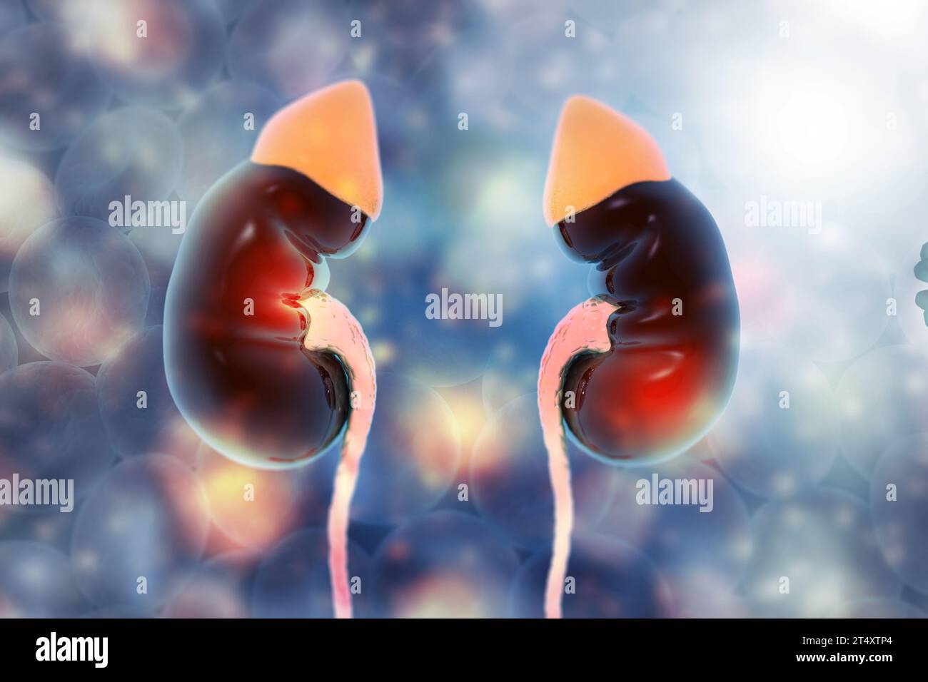 Human kidney anatomy. 3d render Stock Photo - Alamy