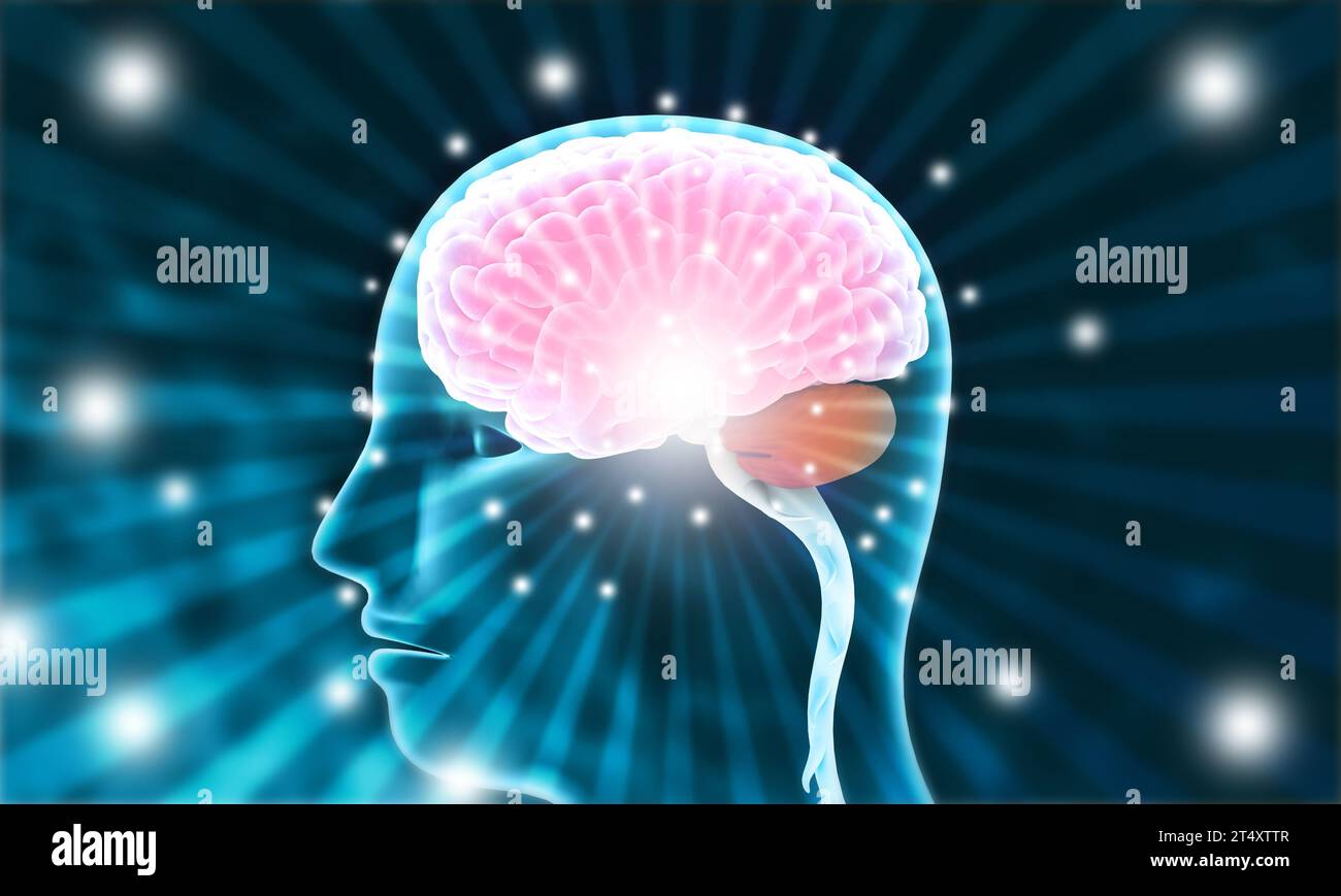 Active brain anatomy hi-res stock photography and images - Alamy