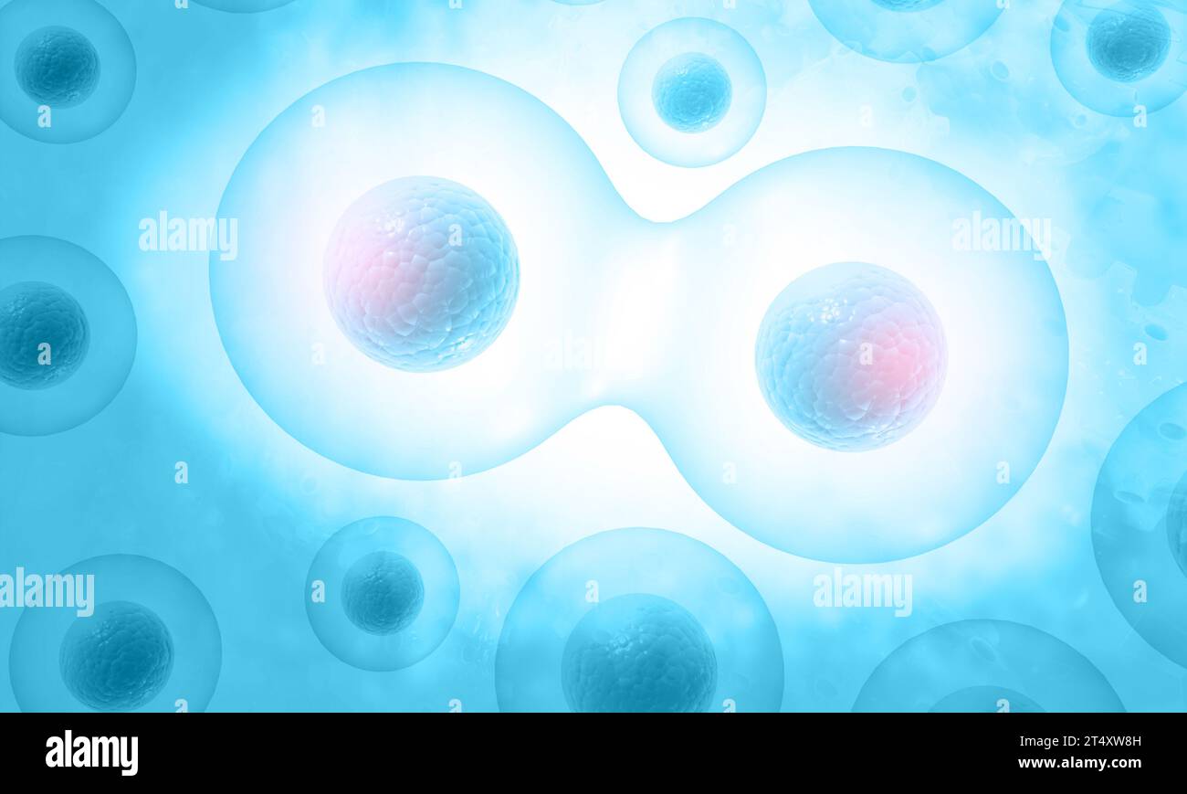 Human cells division. 3d illustration Stock Photo - Alamy