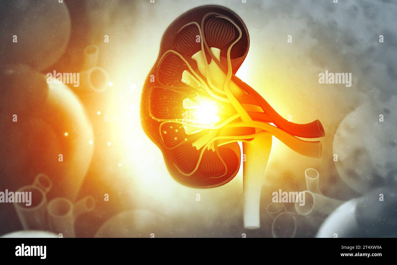 Human kidney anatomy on medical background. 3d illustration Stock Photo ...