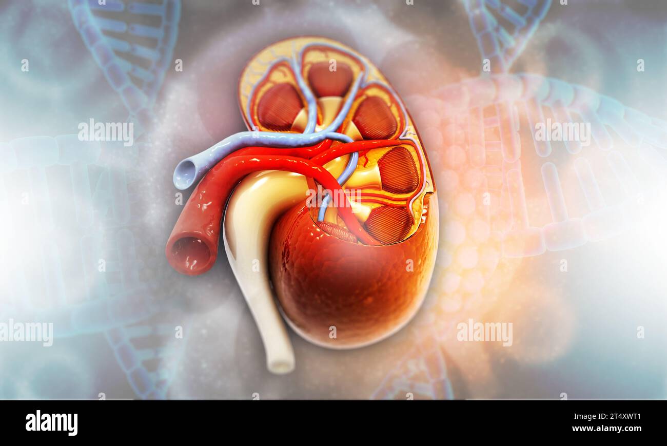 Human kidney anatomy on medical background. 3d illustration Stock Photo ...